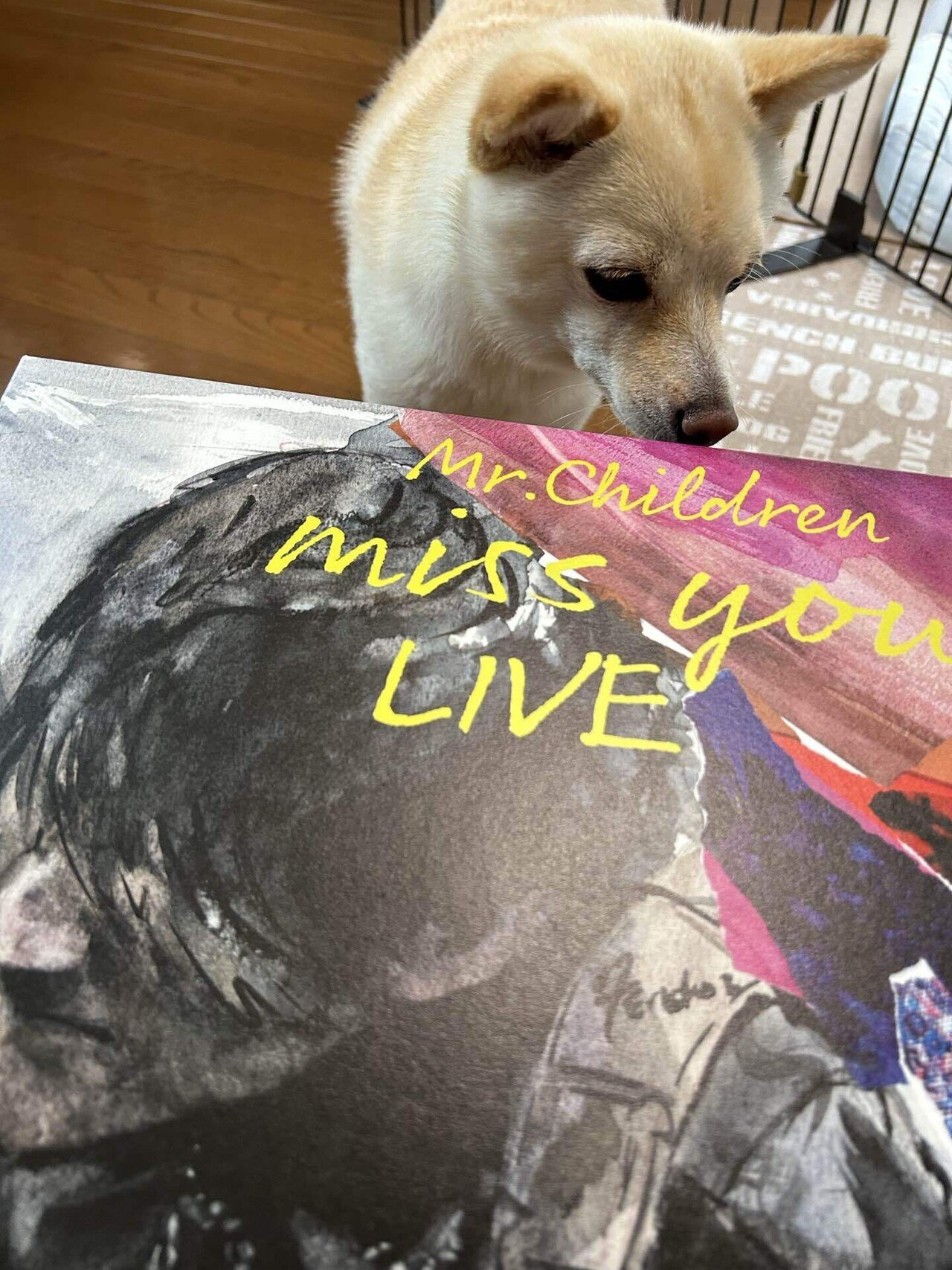 ミスチルさんのblu-rayが届きました🙌レコードサイズ！！円盤の納められ方がかわいかった🥹たくさん観ます！！｜👻👒ULA