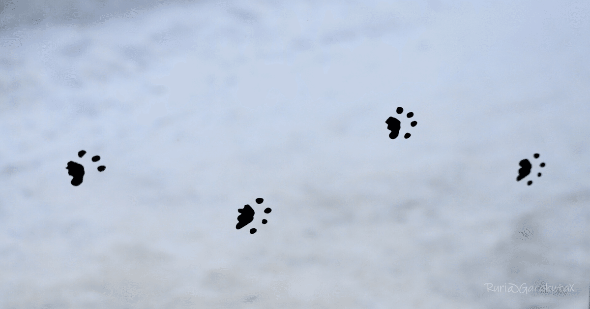 愛犬ランちゃんとの出逢い｜Kanae_Life