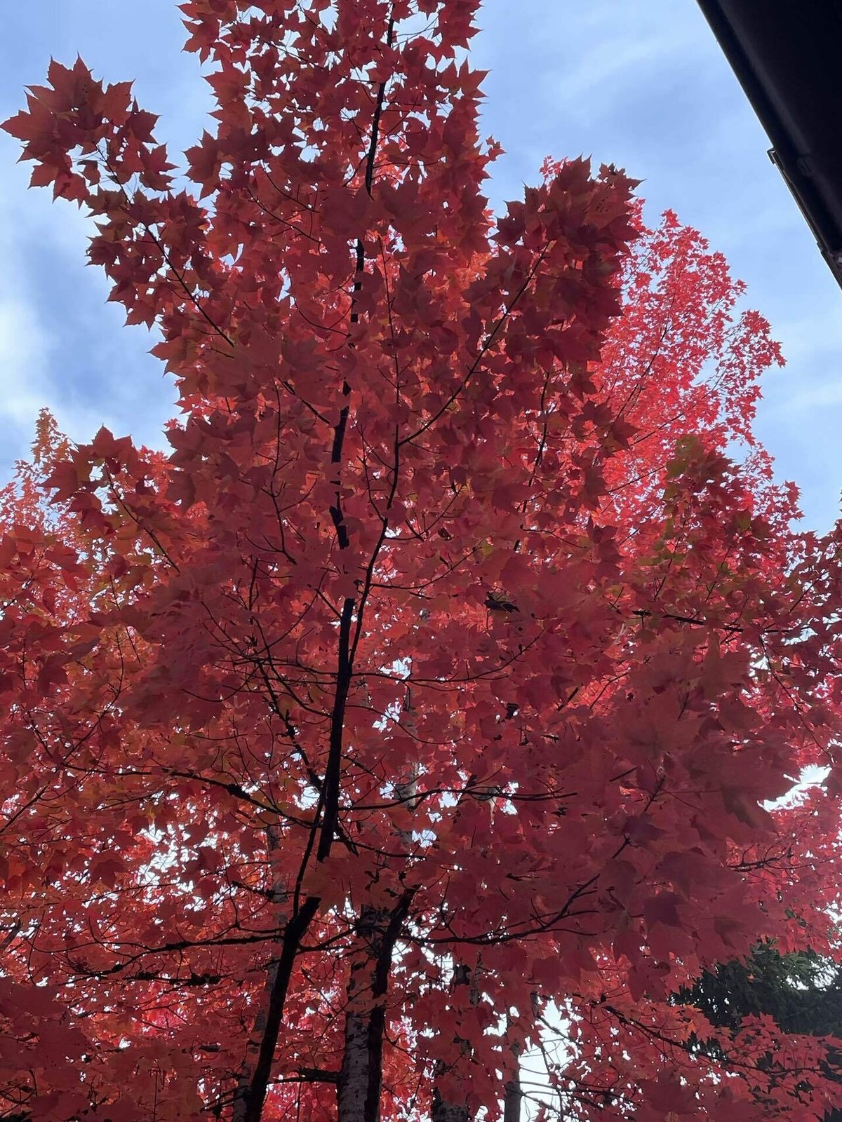 『ウィスラー（カナダ）』 世界一周Day0.5｜KOKIの世界一周ひとり旅