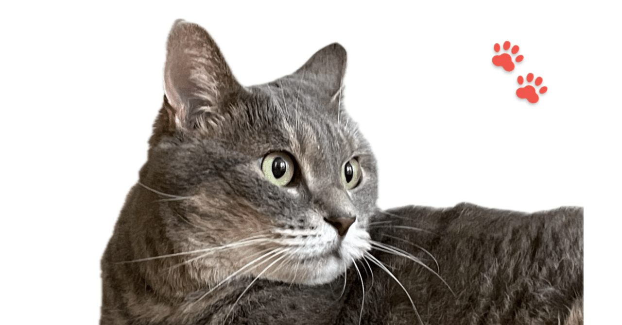 永遠を手にいれる200円｜猫百連発／近田秋生