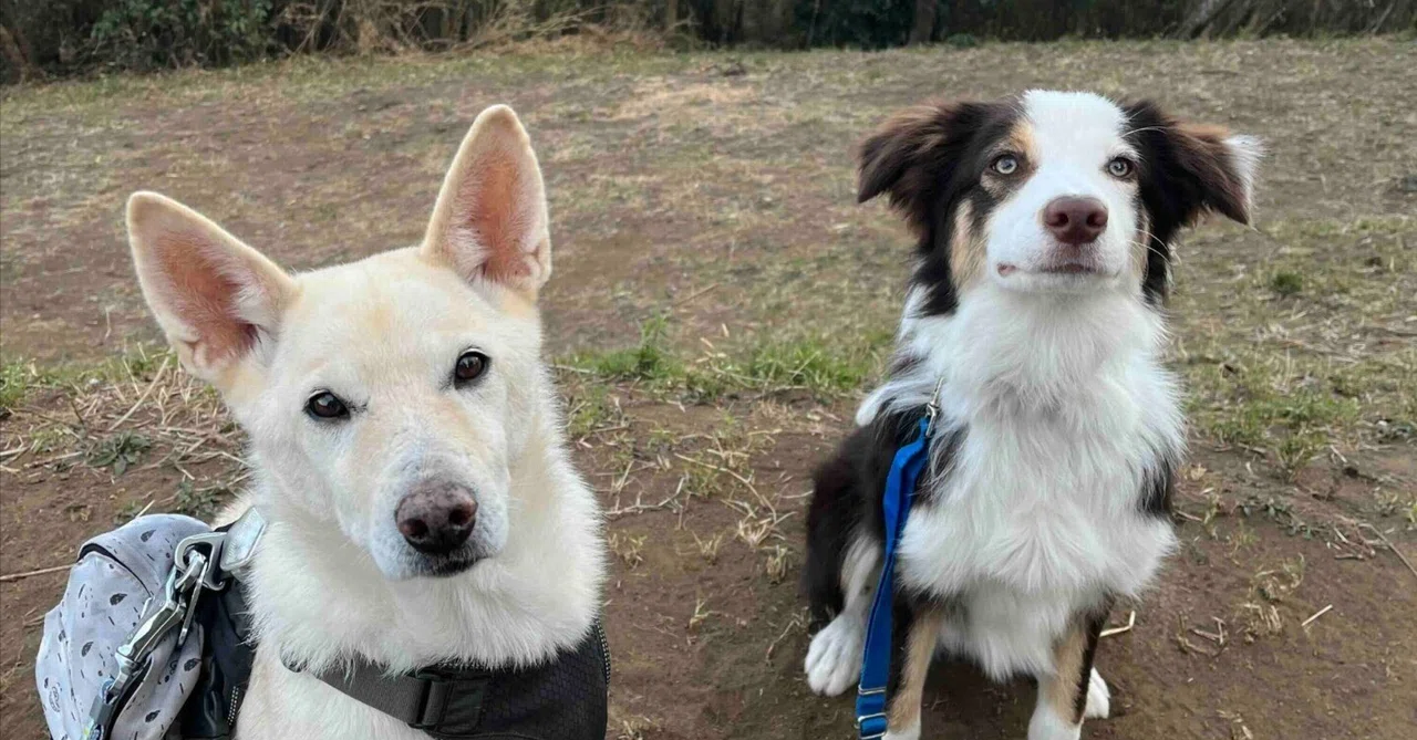 犬の散歩でもファッションは妥協しない！｜sukitan