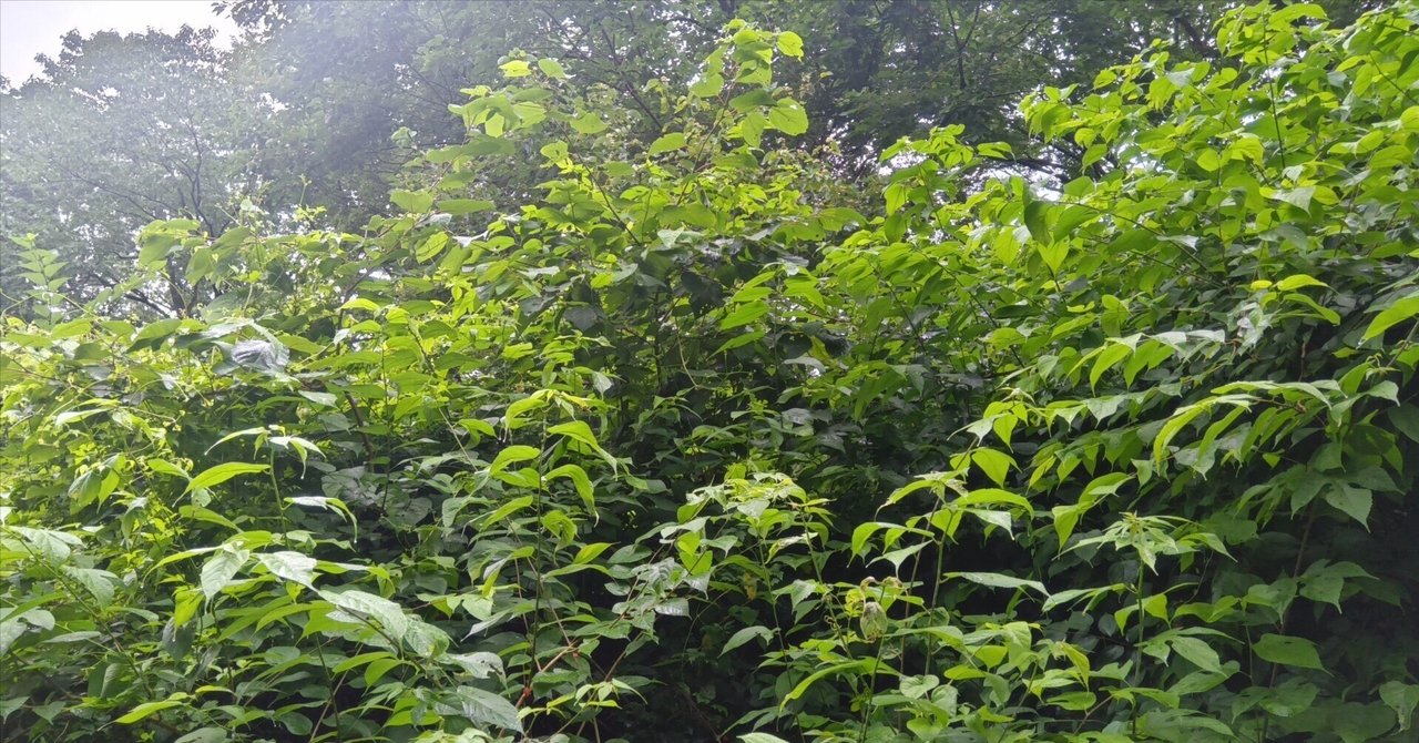 もうすぐ母がいなくなる みんなと同じ森になる/文を書く画家｜杉木奈美 /sugiki nami 文を書く画家