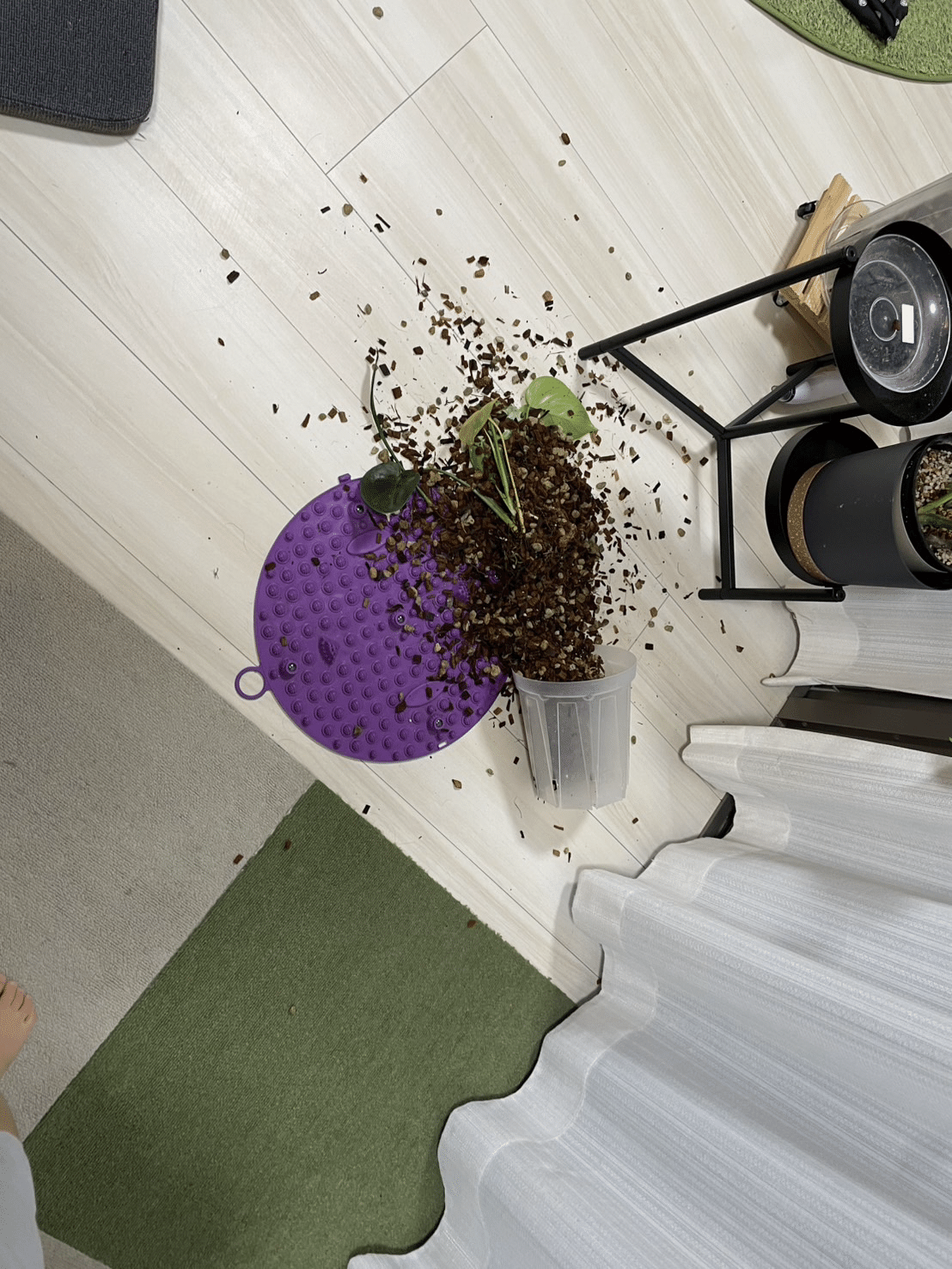 【3行日記】孫、出禁？｜ゆるり｜MindPalette