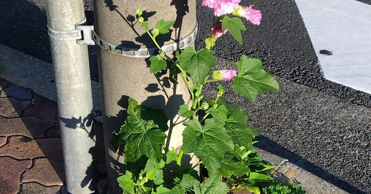 たちあおい｜Hiro Funahashi