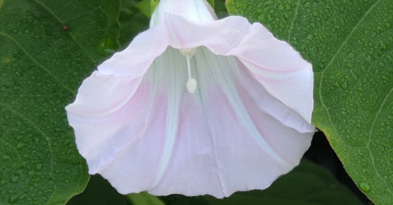 第4巻歌番号556番 歌/作者 賀茂女王｜ichiro70