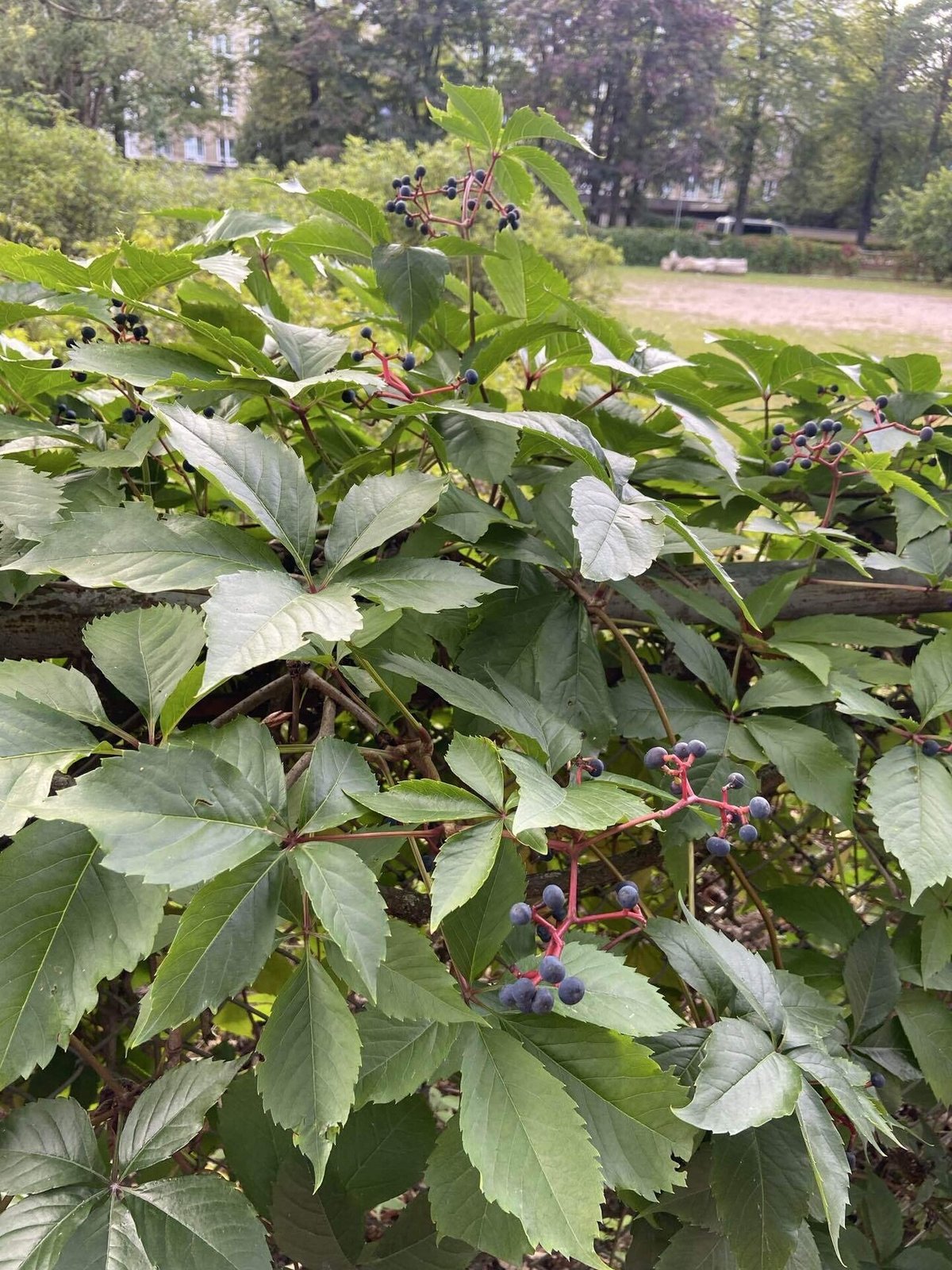 新婚旅行③ ⌇世界遺産の島、スオメンリンナ島｜nakko
