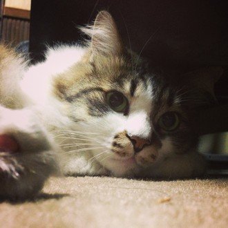 【可愛いだけの女の子じゃない】halca「Assortrip」【レビュー】｜nullneco｜note