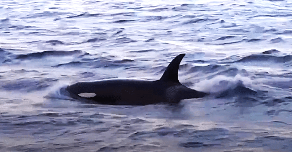 北海道羅臼高等学校公式note