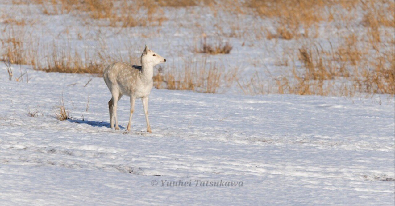 また会えたね、白いエゾシカ｜龍川 悠平/Yuuhei Tatsukawa