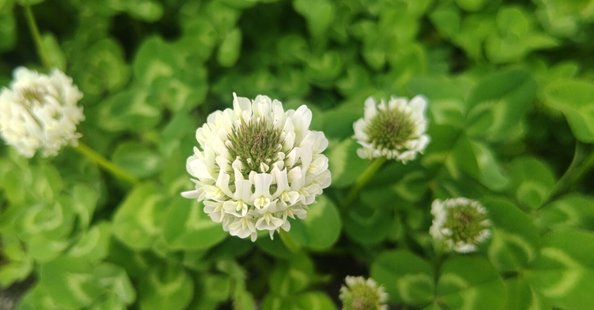 山住玲子（Yamazumi Reiko）｜note