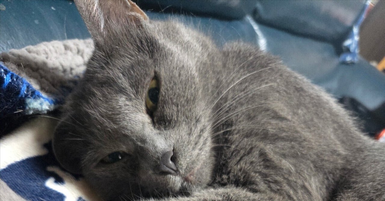 本日の晩御[6/27]｜kei1diablo