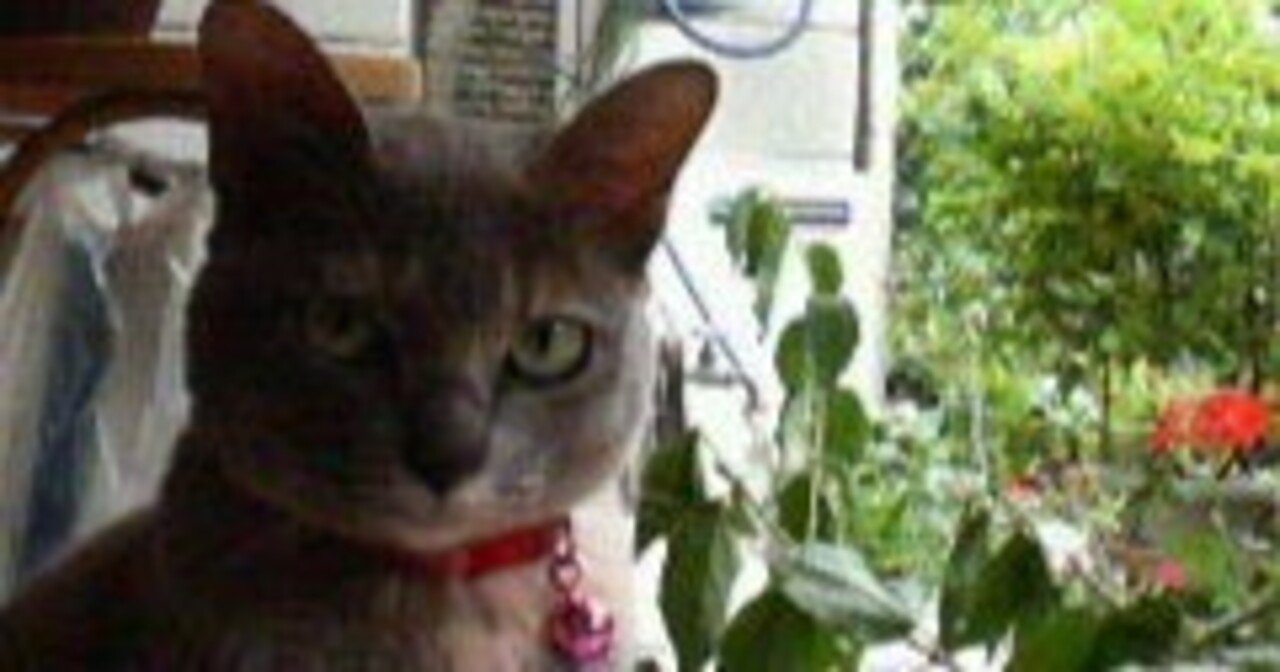 猫じゃらしズム イランの濃縮ウラン｜仁吾巴 妍 niaha ken