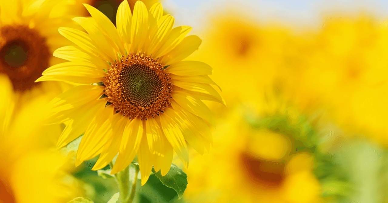 プロフィール 2025｜Shoko＝Arca Soluna＝Arka-TX88V｜Shoko＝Arka