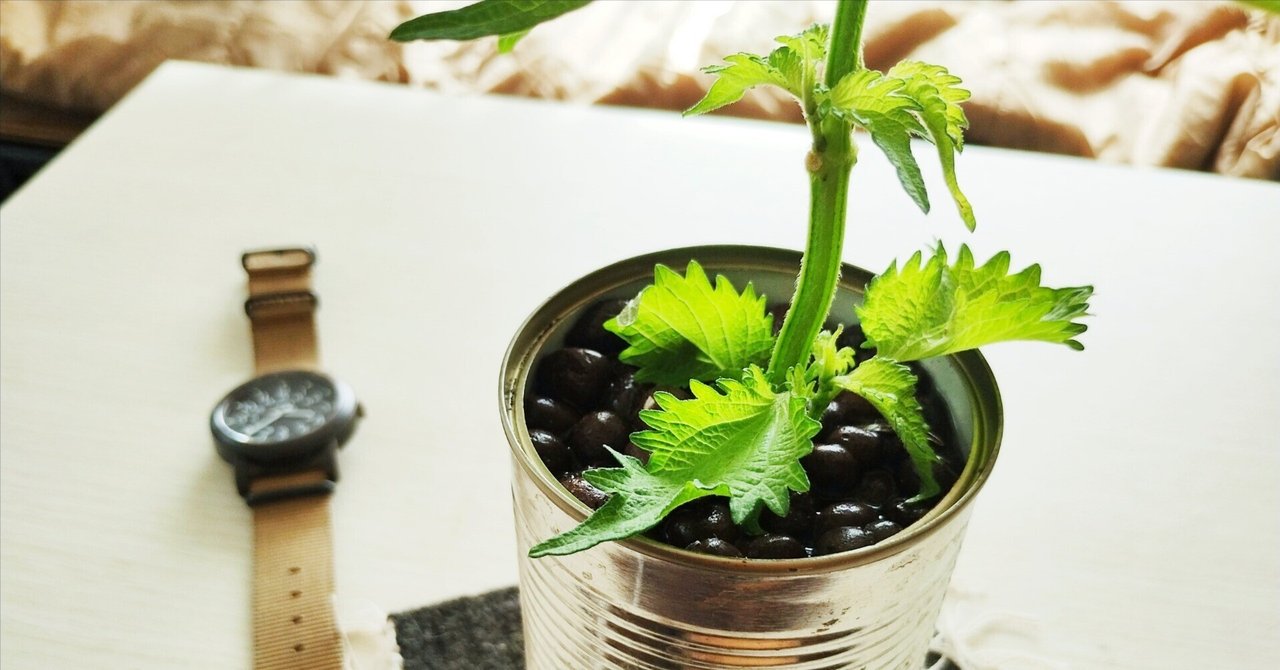 育苗ポットの代わりに｜kiyoshi_onae