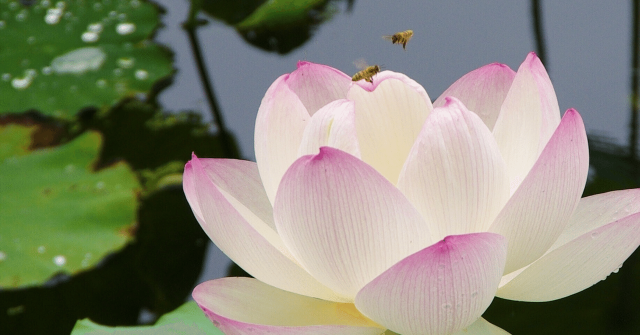 幸せになれないのは、あなたのせい ｜junko.resta /思考の癖（考え方）を変えて人生を変えるメンターコーチ