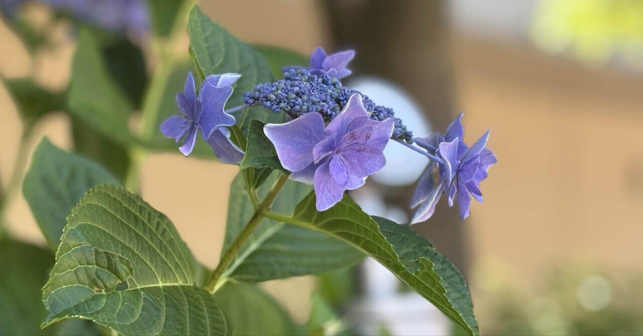 題を考える、Study 1｜Atsuko