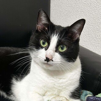 MSc.tocoが解説！有糸分裂と減数分裂ってなに？｜優しい生物学｜MSc.toco