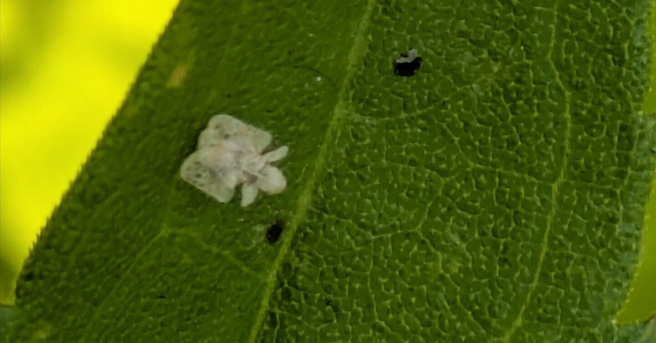 一枚の画像〜グンバイの仲間…らしい｜ichiro70