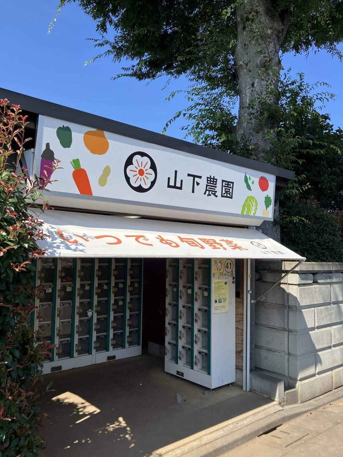 練馬の風景〜農園の巨木 Scenery of Nerima〜 A big tree in the farm｜chubby