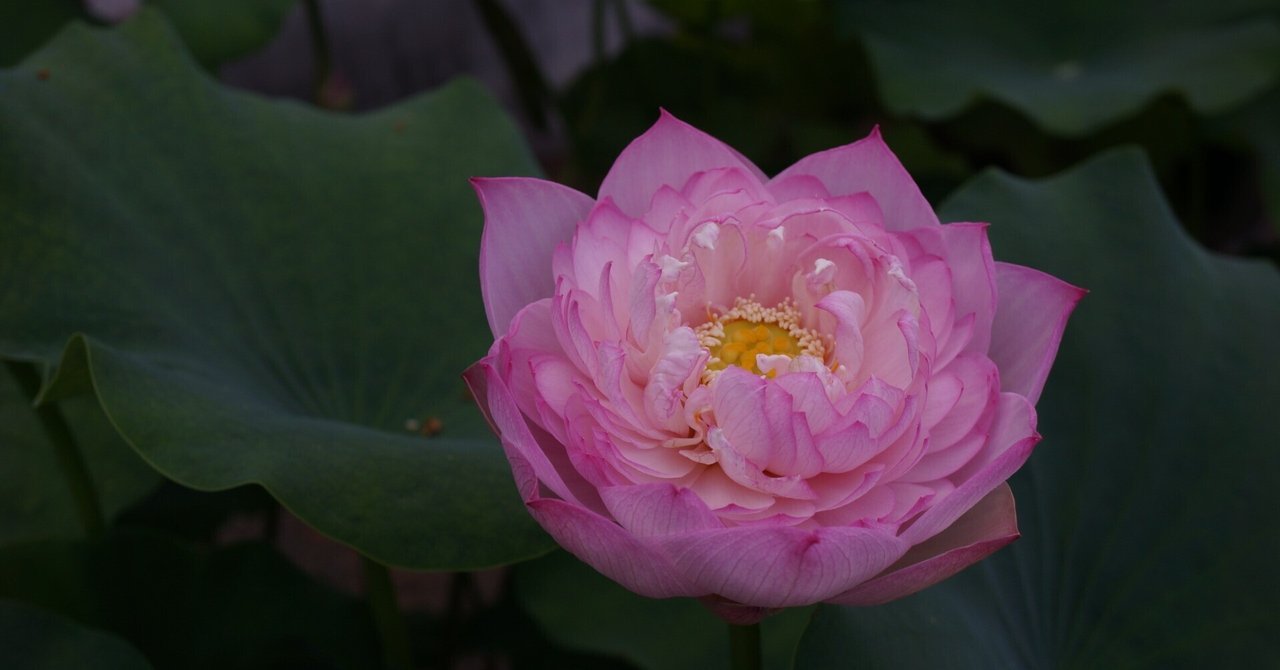 蓮の花｜MITSUDA Tetsuo