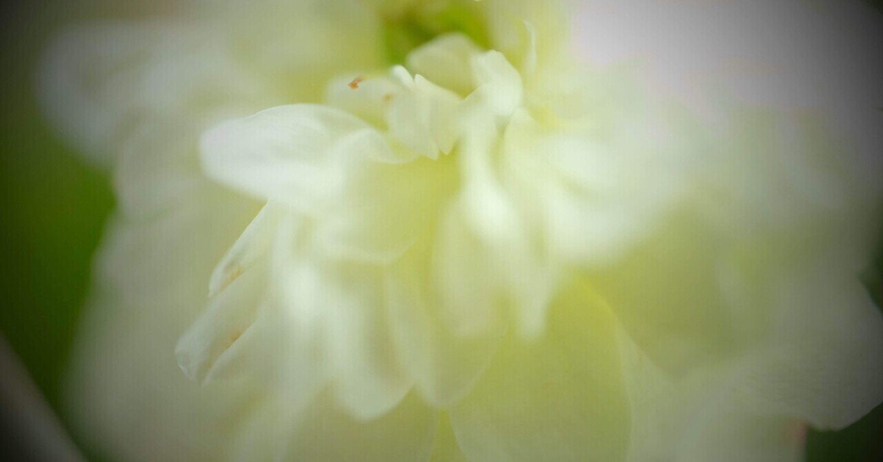 花みくじ｜Cosmic Suzu