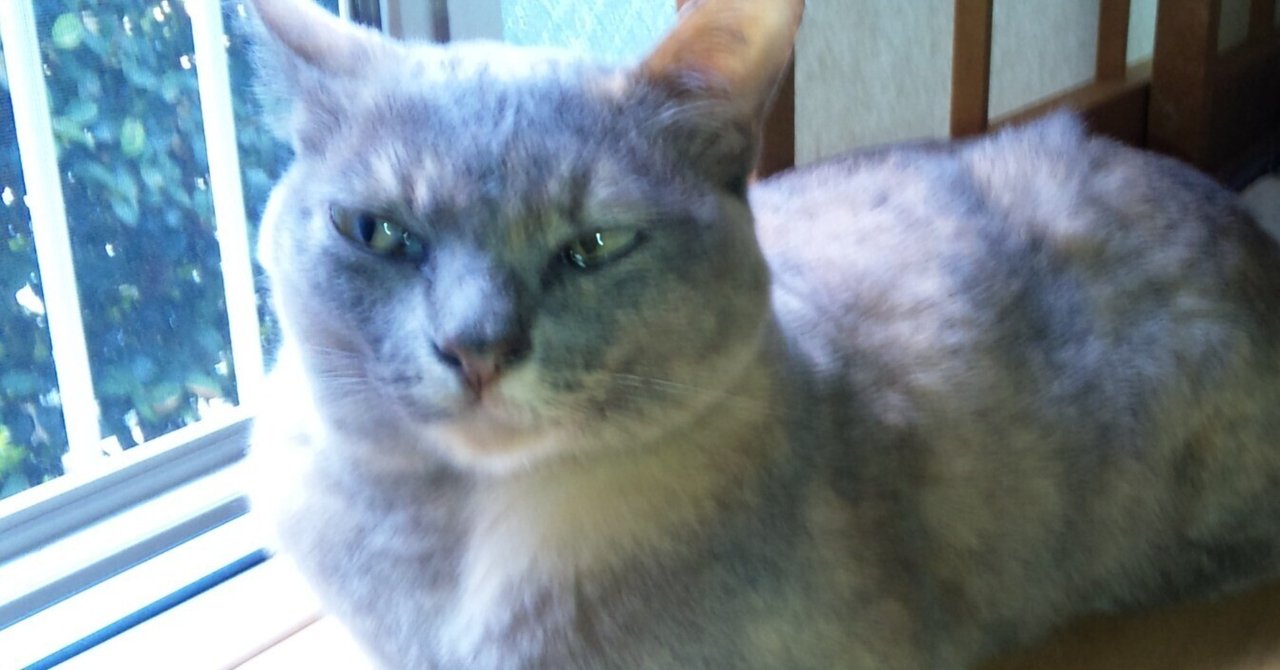 猫じゃらしズム トランプとNATO｜仁吾巴 妍 niaha ken