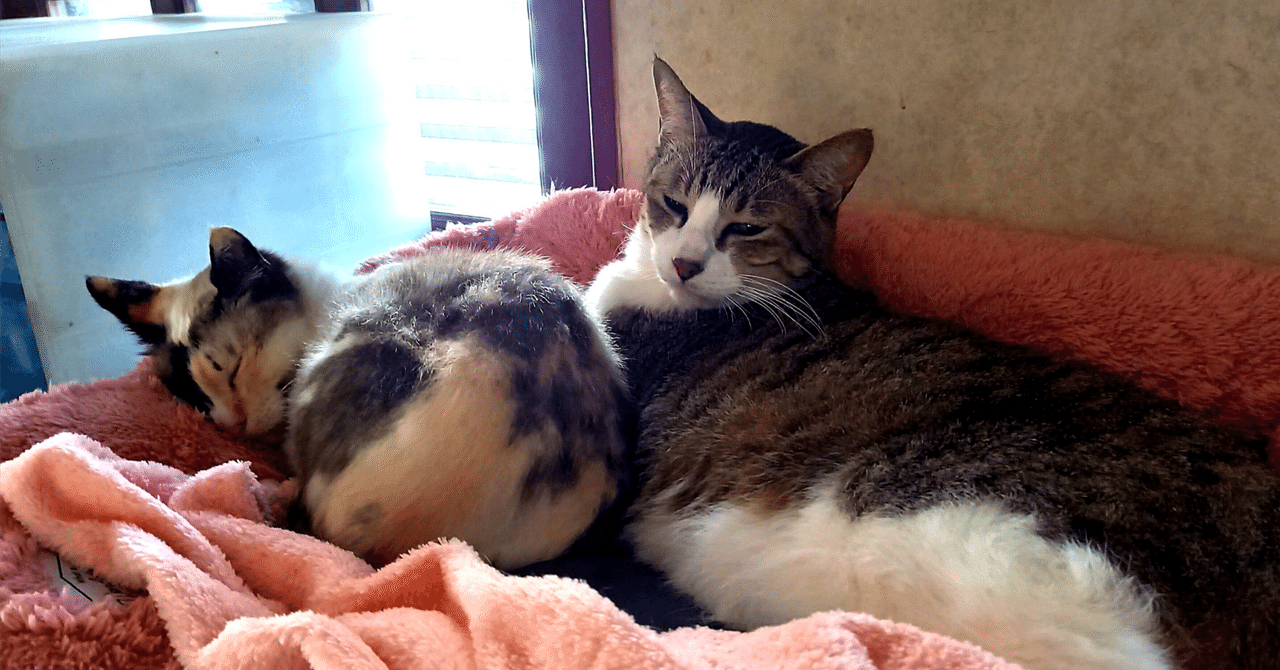 記事出しローテ|binji式note活用法01#51｜binji