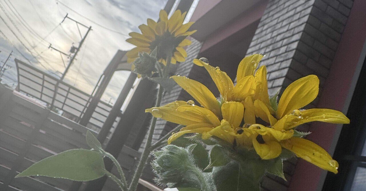 ひまわり53日目🌻🫧｜ym_hima_rt