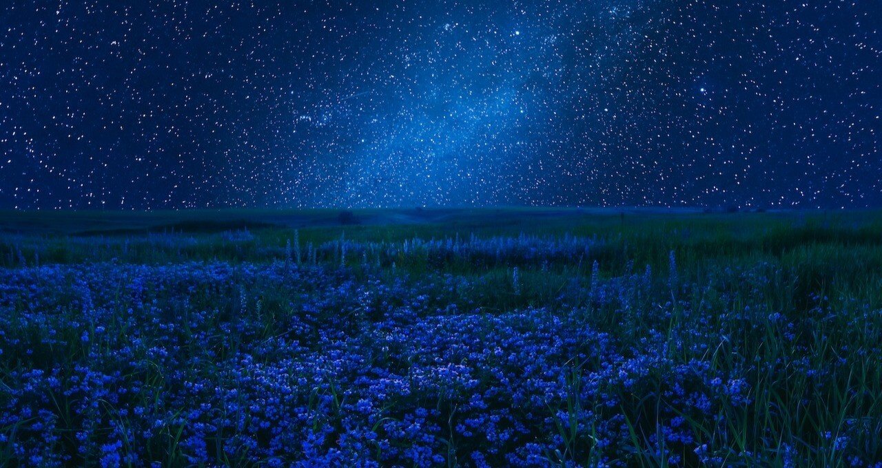 Sentence Monet はなれ｜mayu｜note