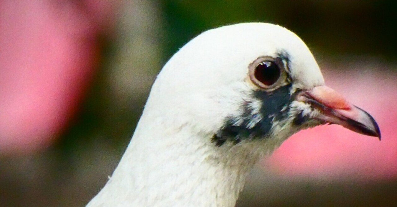 Lawrence J. Howellさん｜bright_ixora852