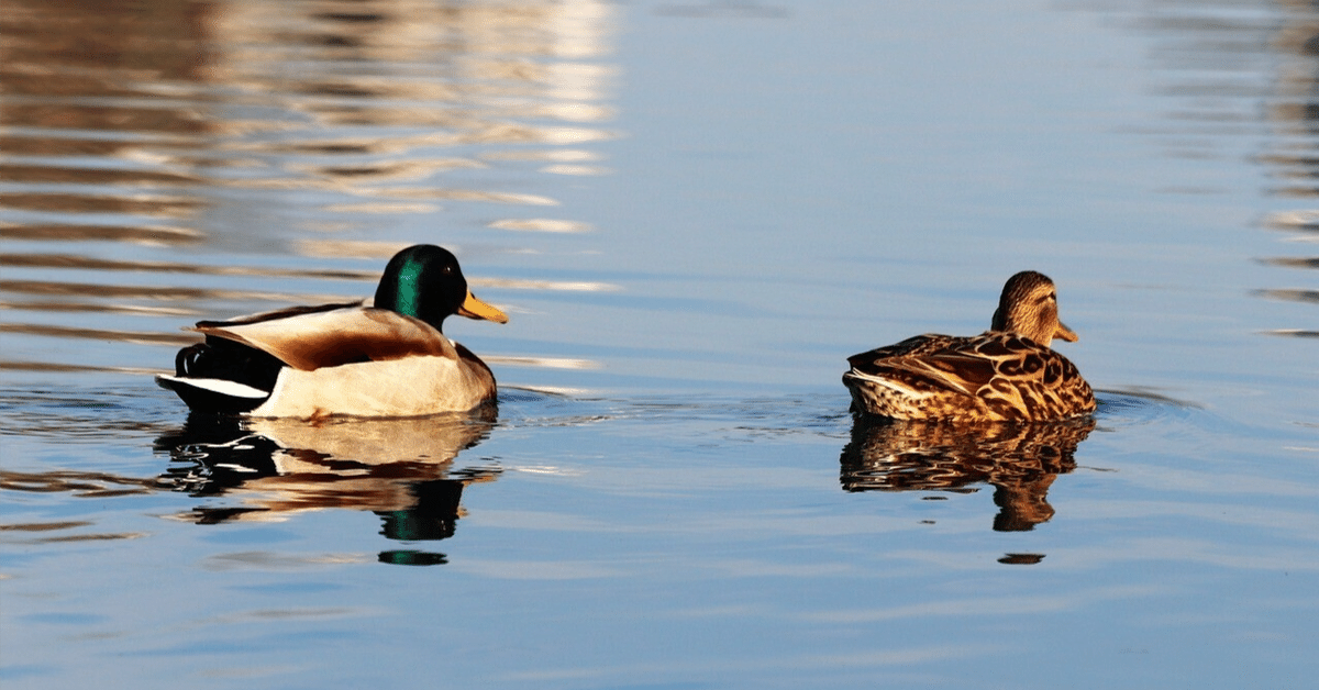 デートする鴨｜kibori-chan