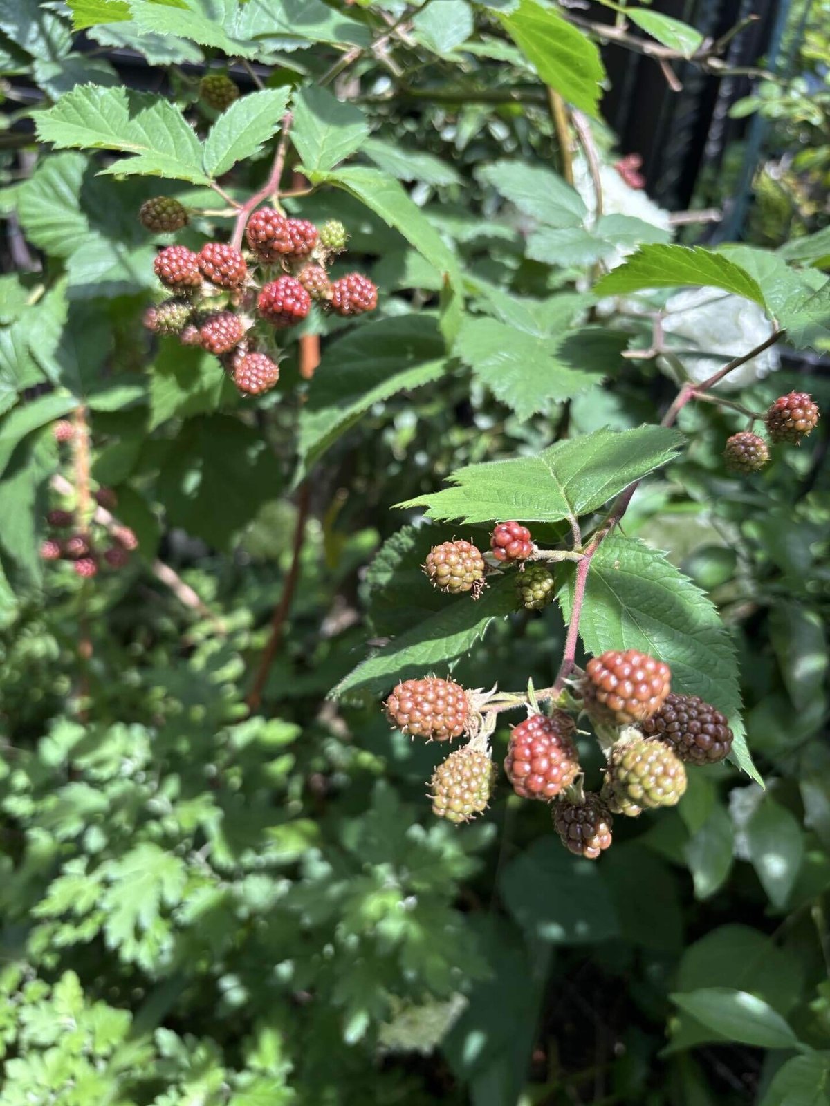 実りある庭｜n_shanti