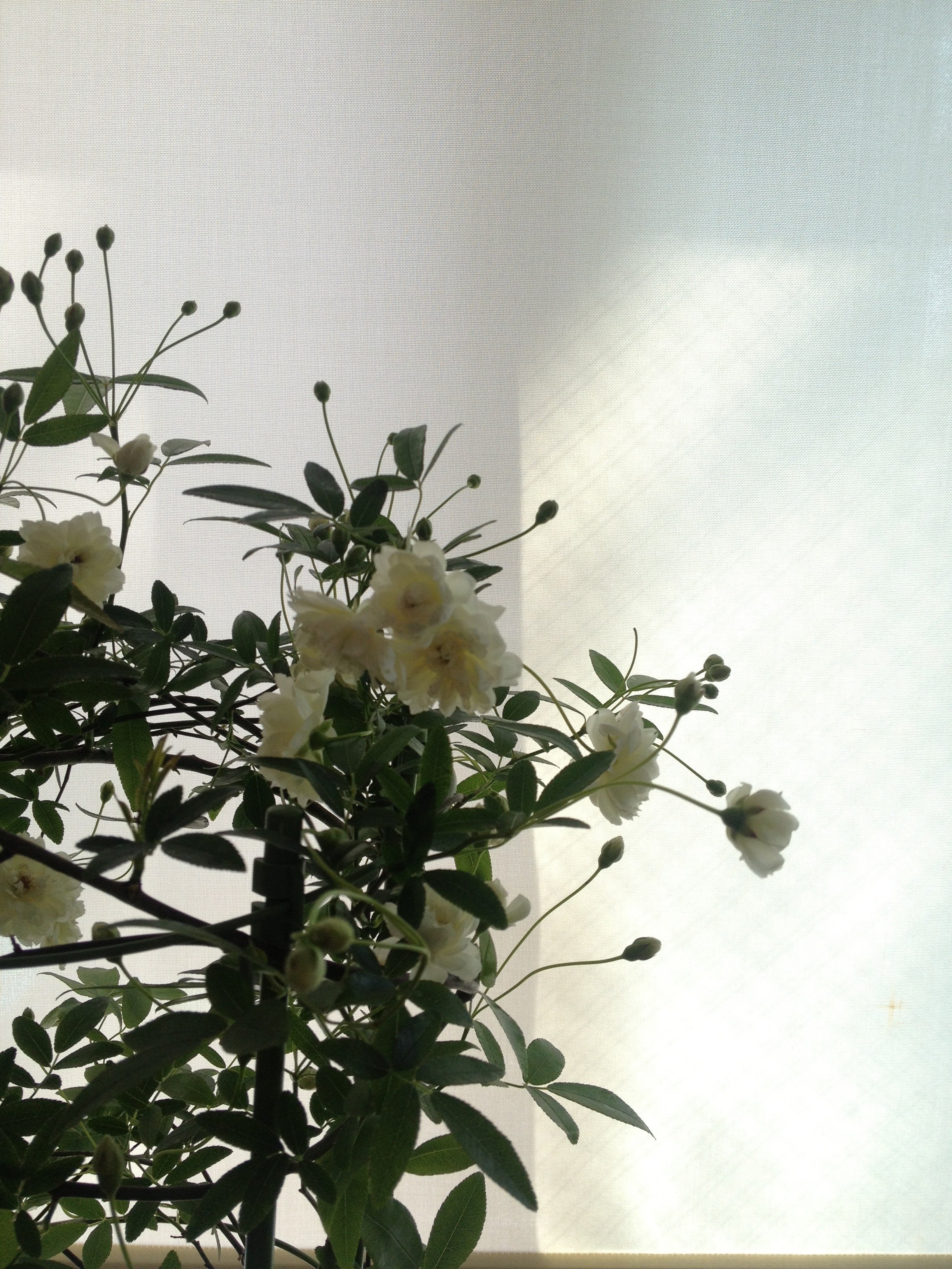 robinson_ktさん｜note