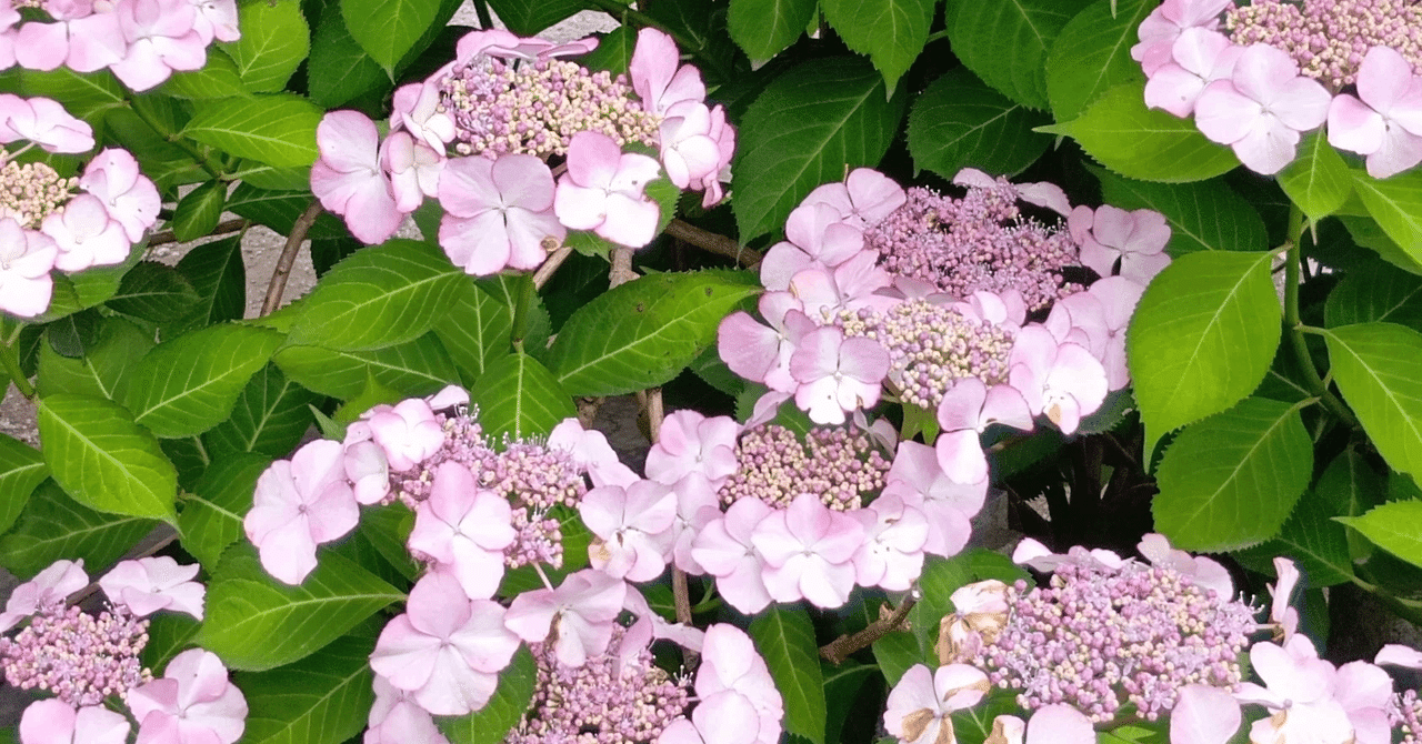 hdd linix install MODICIA O.S.｜blue06_2022