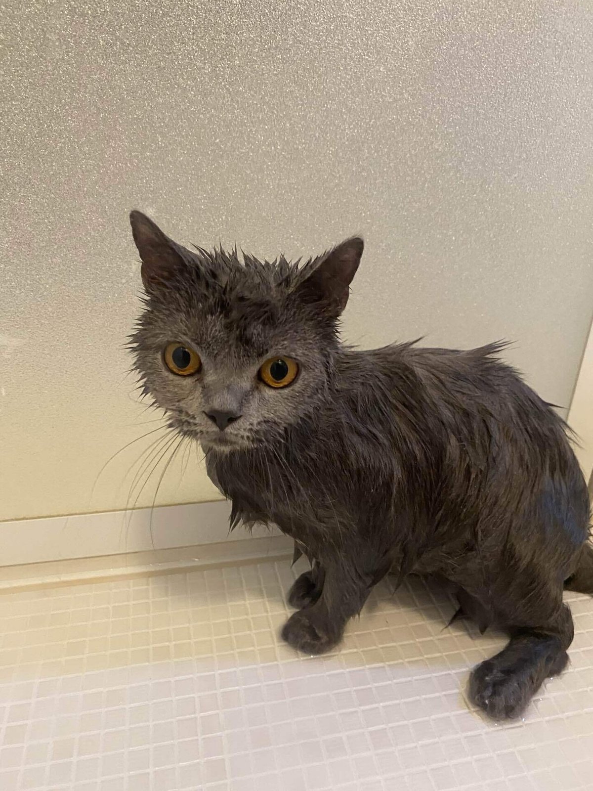 猫のお風呂｜正しい入れ方を優しく解説｜Moco pet note|動物看護師資格もちのペット知識ノート