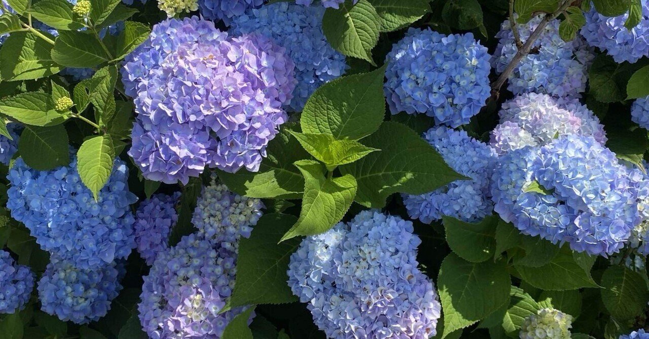 紫陽花咲く6月｜hyuno