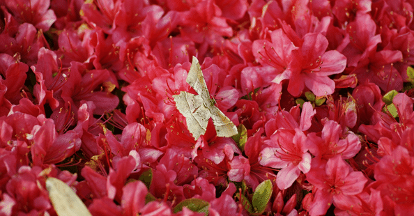 Rumi Kusunoki｜note