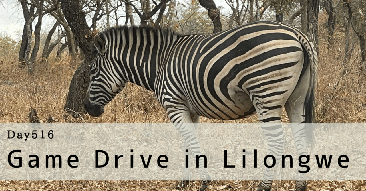 【Day516】Game Drive in Lilongwe｜K🇲🇼JOCV2023-3