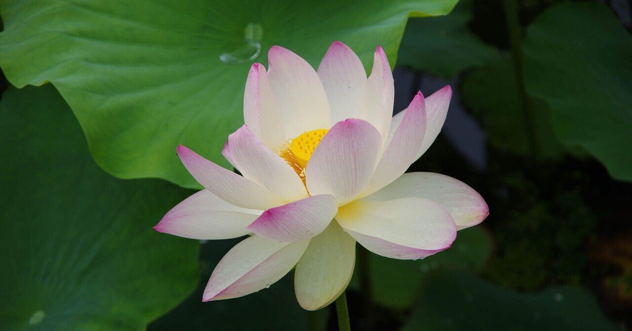 7月 7/1｜Shun Lightbridge