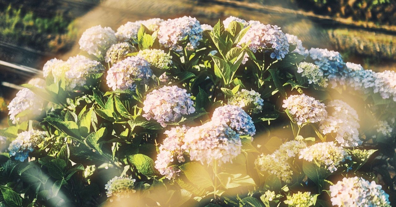 2025年6月を振り返る｜Tosano / Koji Chikazawa