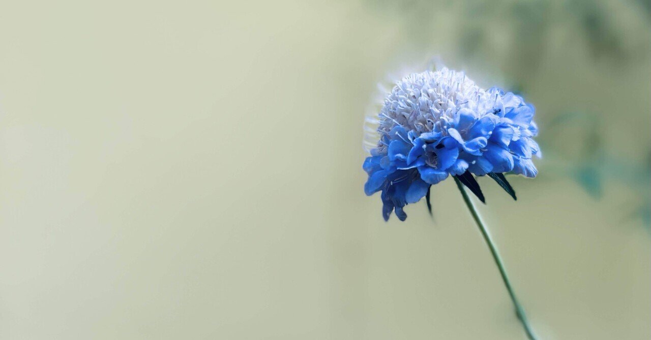 お花の変化｜ifu/823