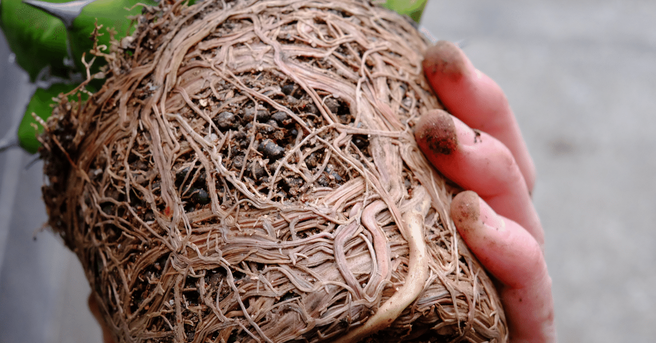 観葉植物をメルカリで販売してみたら、意外と売れた話｜niko｜植物とくらす副業生活