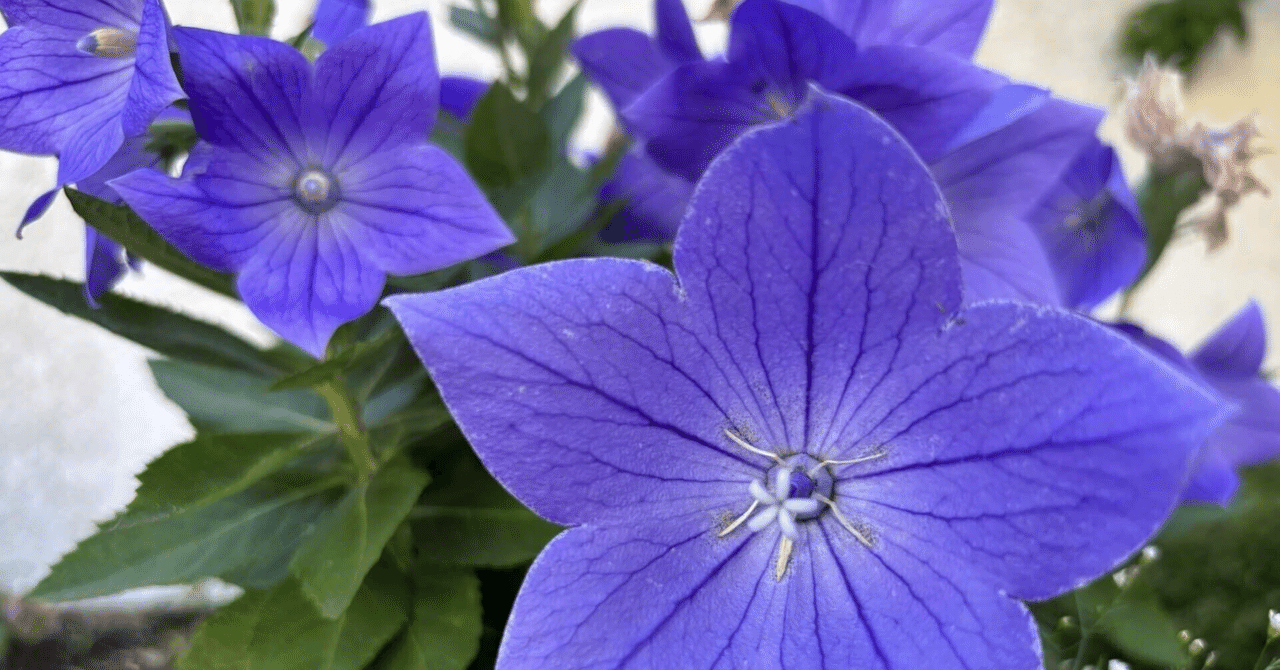 麻宮ゆり子【花電車の街で】｜tetsuya