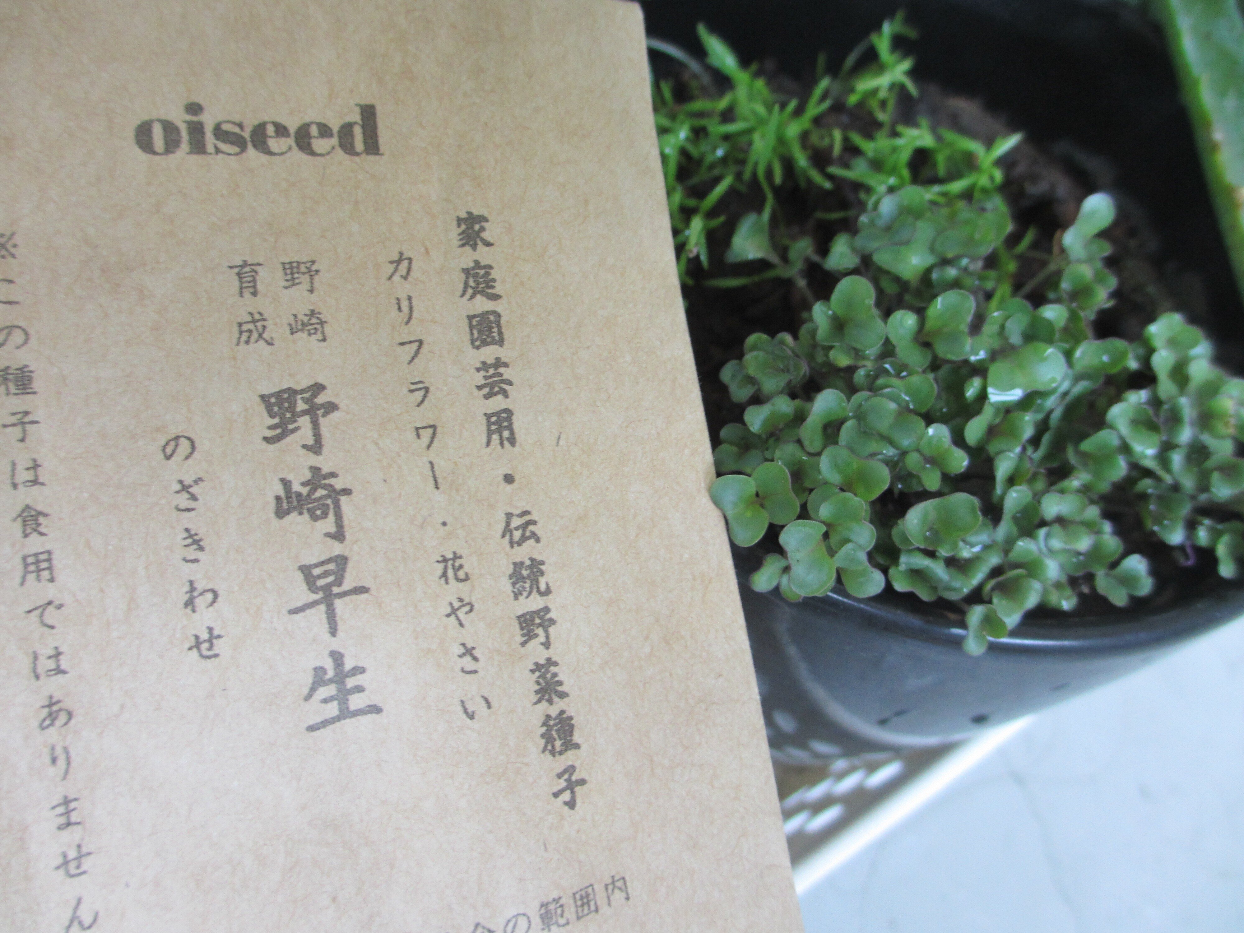 1820回目 7月1日（火）去年購入した種その1｜市川裕子