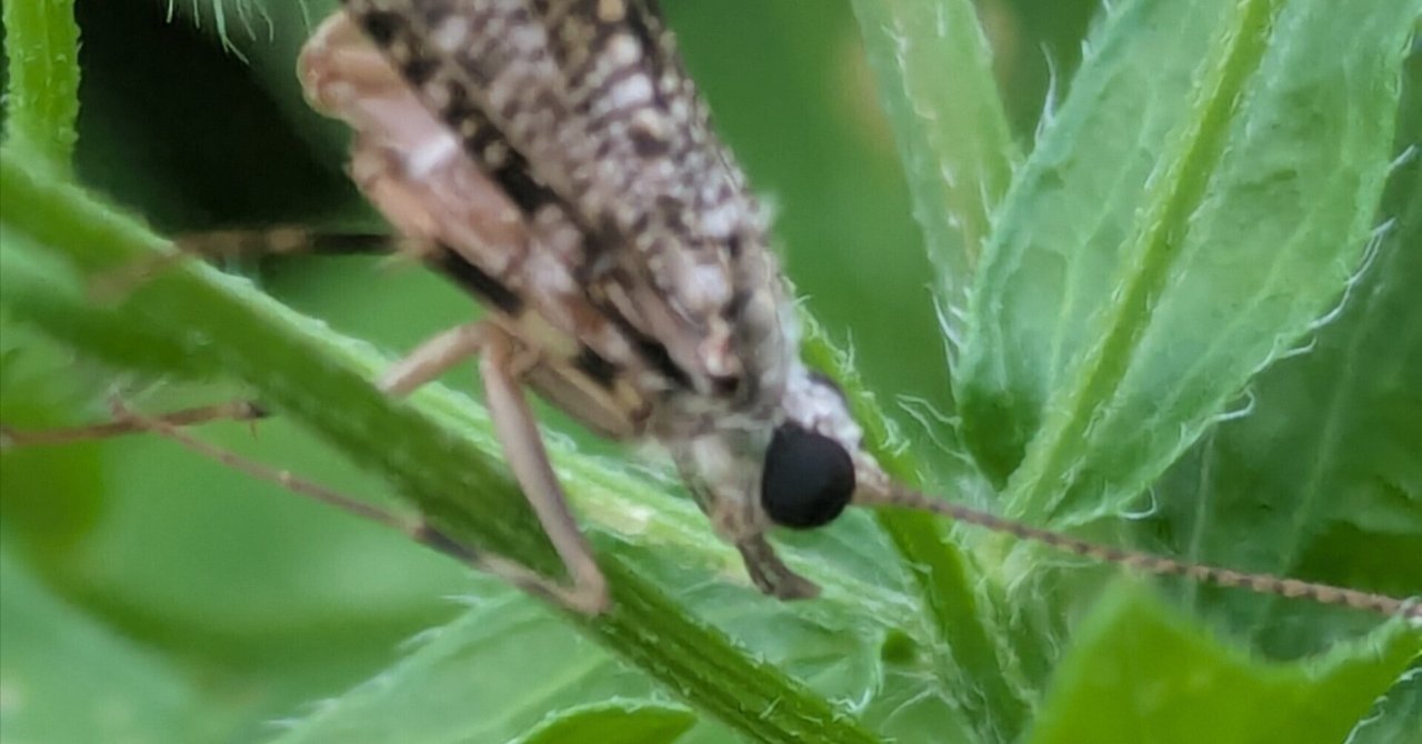 一枚の画像〜ヒゲナガカワラトビケラ｜ichiro70