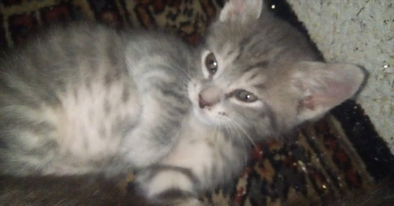 本日の晩御飯[7/2]｜kei1diablo