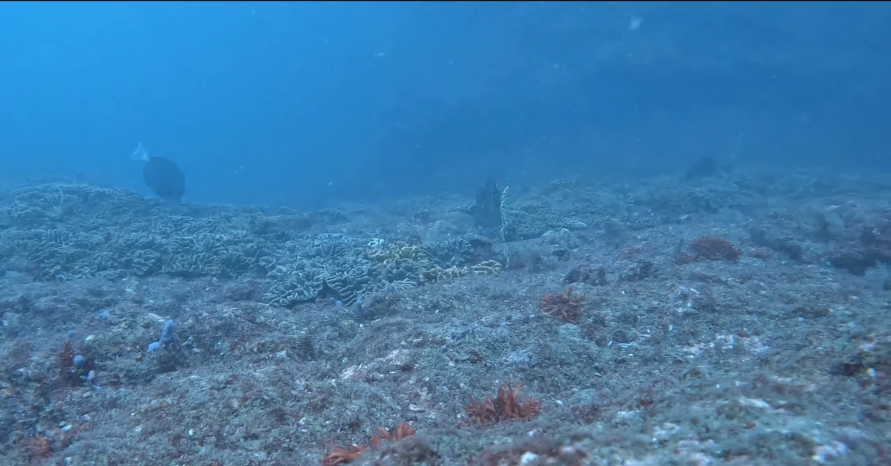田辺 Diving log｜Nagi