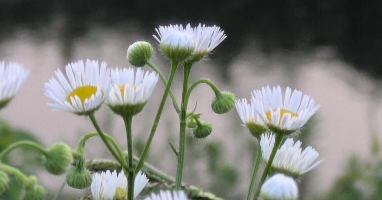 「織田作之助賞」受賞作家の小林長太郎と彼が残したブログ「負荷」と記事を忘れない〜#463｜ichiro70