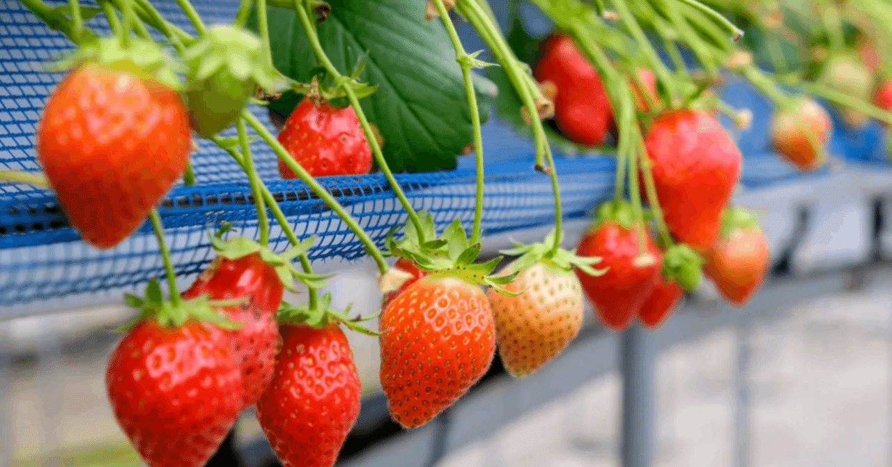 NTT、400km先の遠隔イチゴ収穫に成功！エッジコンピューティングで農業DXを加速｜JMP（JapanStep Media Project）の公式note