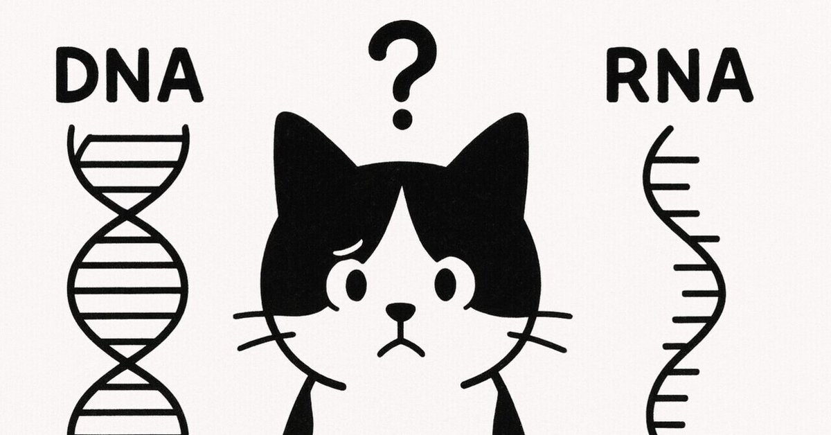 MSc.tocoが優しく解説！DNAとRNAの違いをサクッと表現｜簡単生物学｜MSc.toco